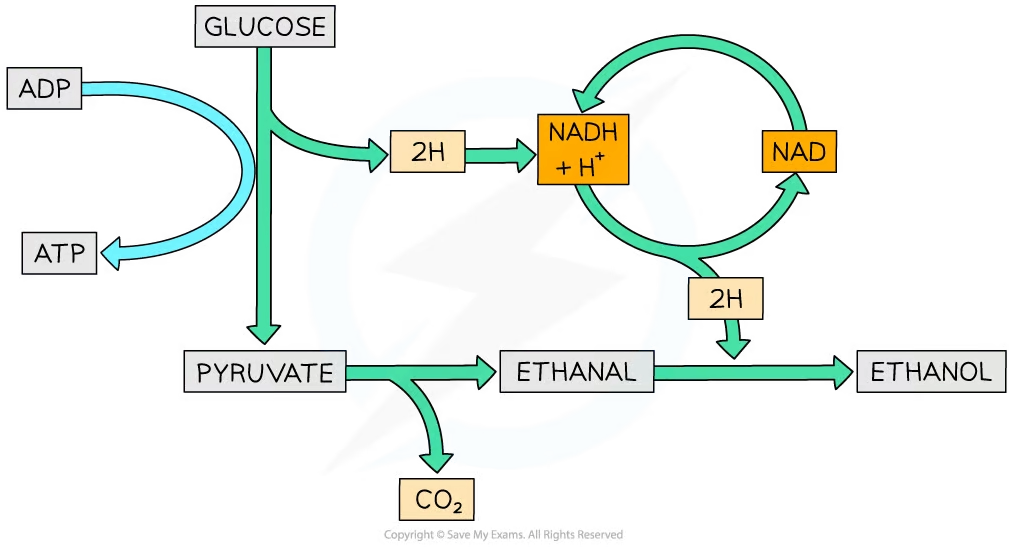 Alcohol Fermentation Diagram Alcohol Or Ethanol Fermentation