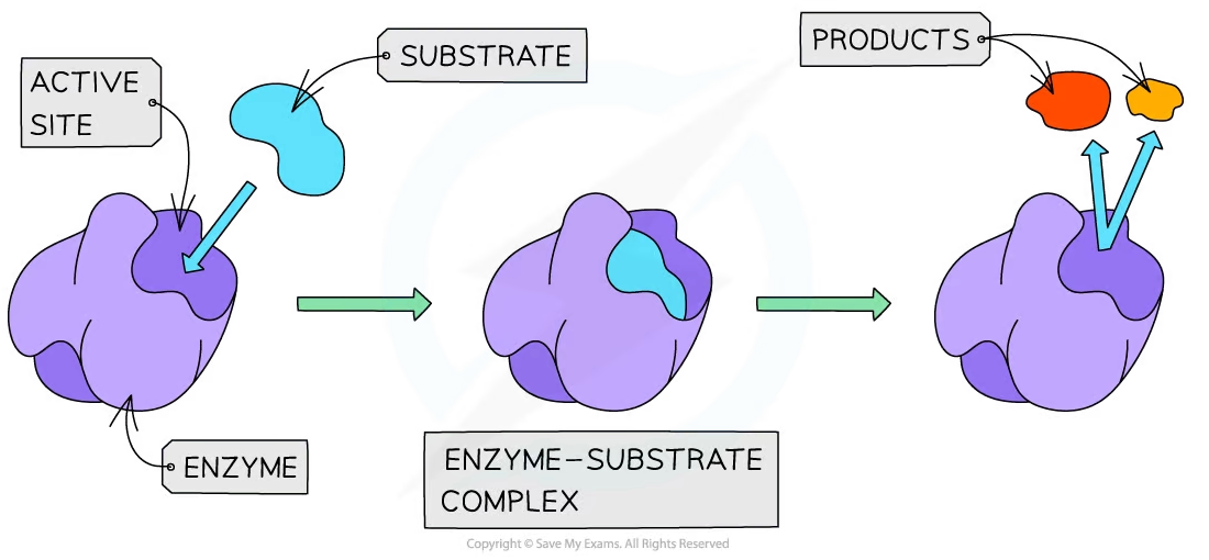 Enzyme Structure Diagram