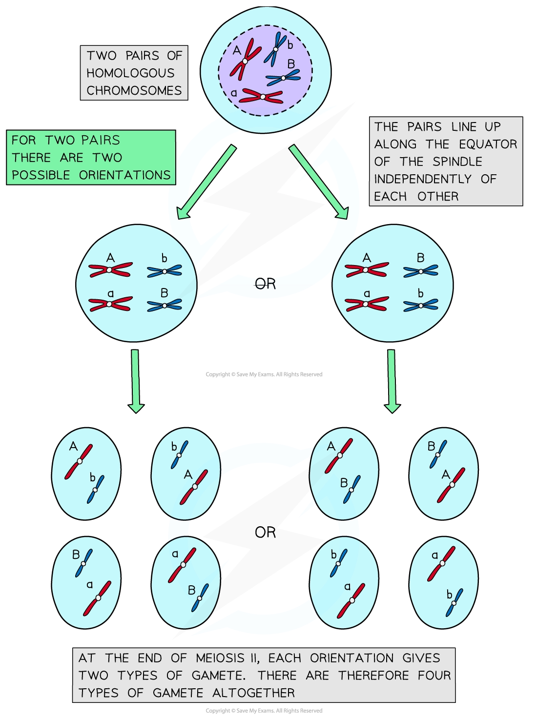 Independent Assortment Meiosis Cell Division