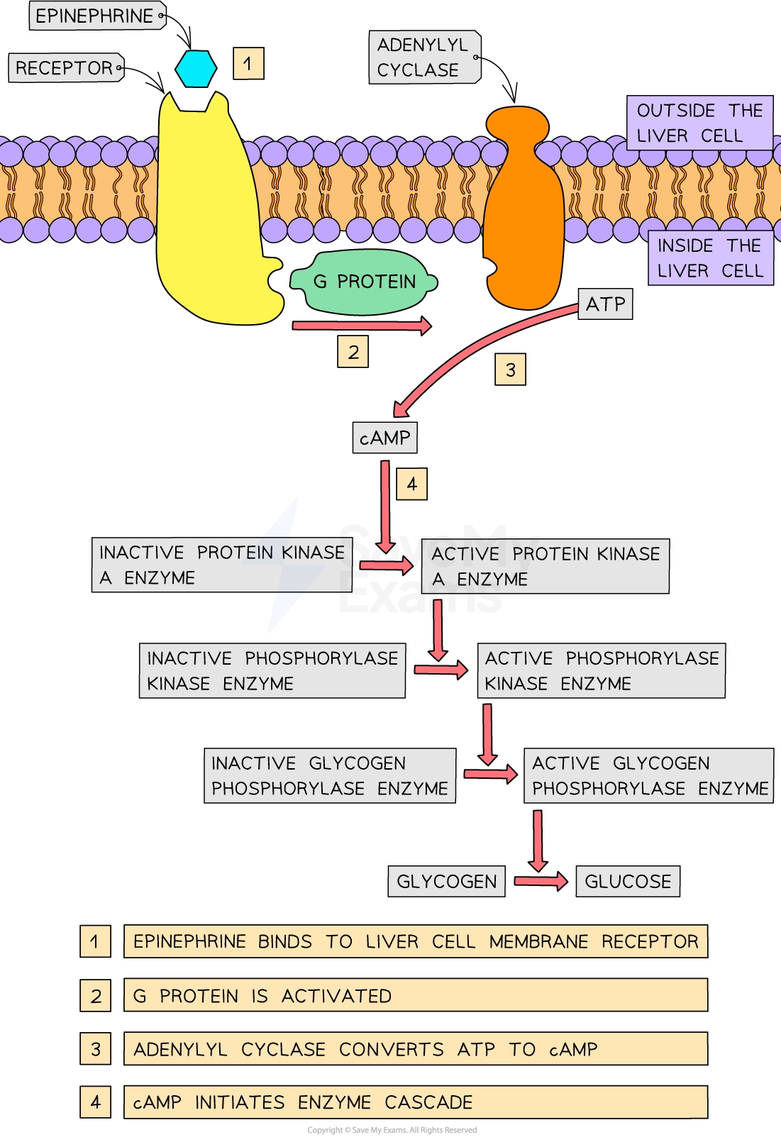 Epinephrine Pathway