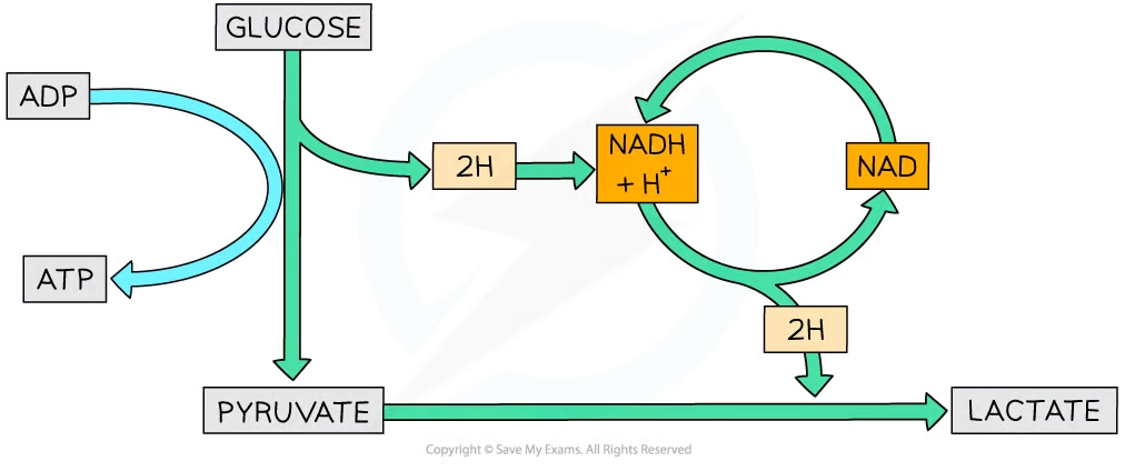 Cellular Respiration And Fermentation The Biology Primer Cellular