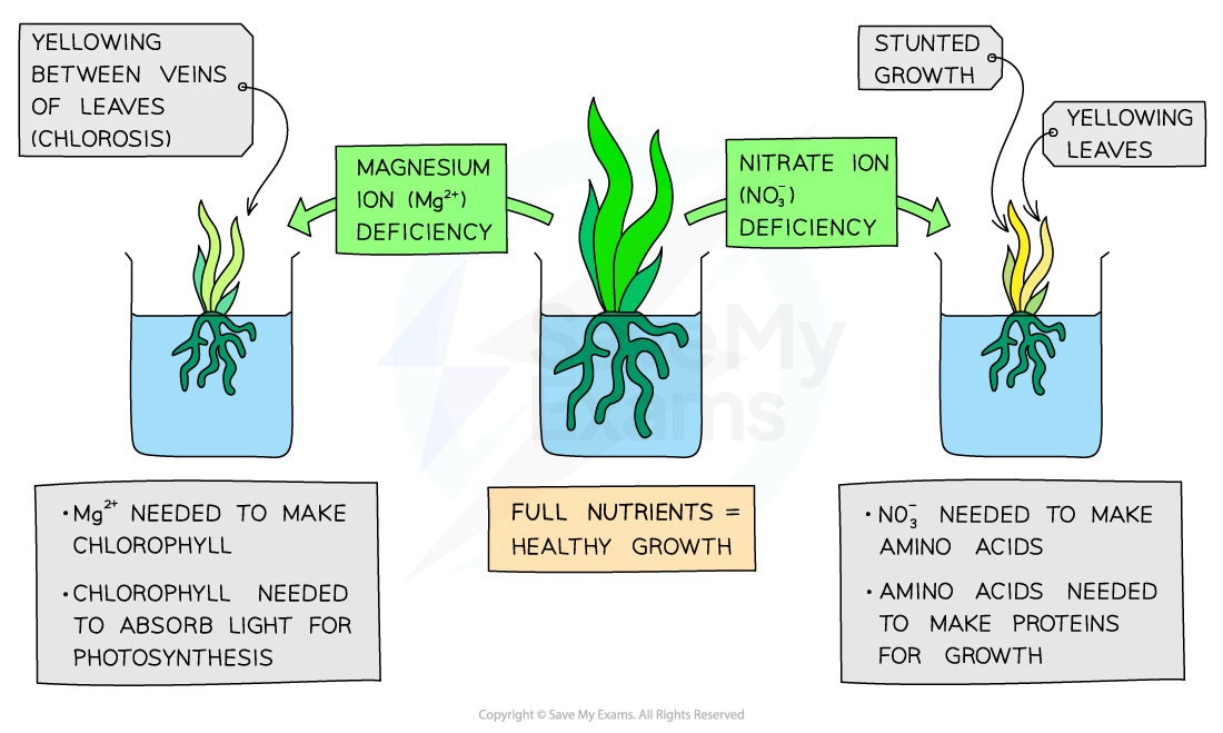 Mineral Ions In Plants Grade 9 Understanding For Igcse