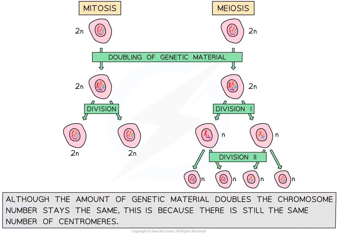 Chapter 12 Meiosis At Saint Olaf College Studyblue