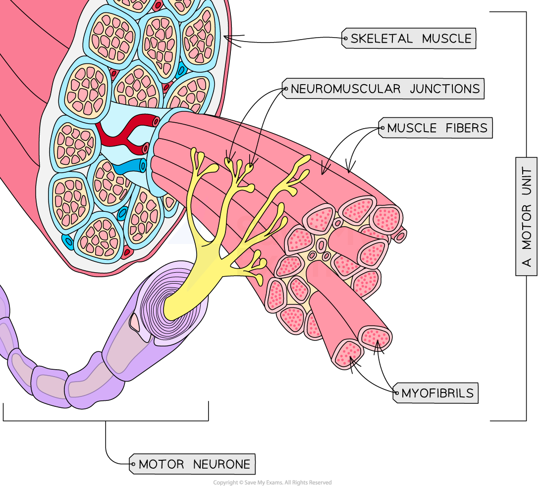 Structure Of Muscle Fibers Ib Biology Youtube