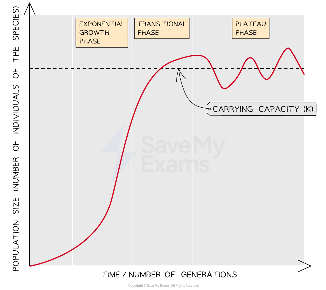 Exponential Growth Curve