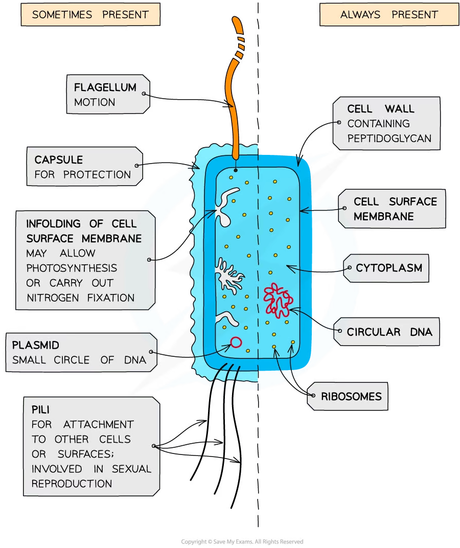 Prokaryotic Cell Structure A Visual Guide Biology For Prokaryotic Vs