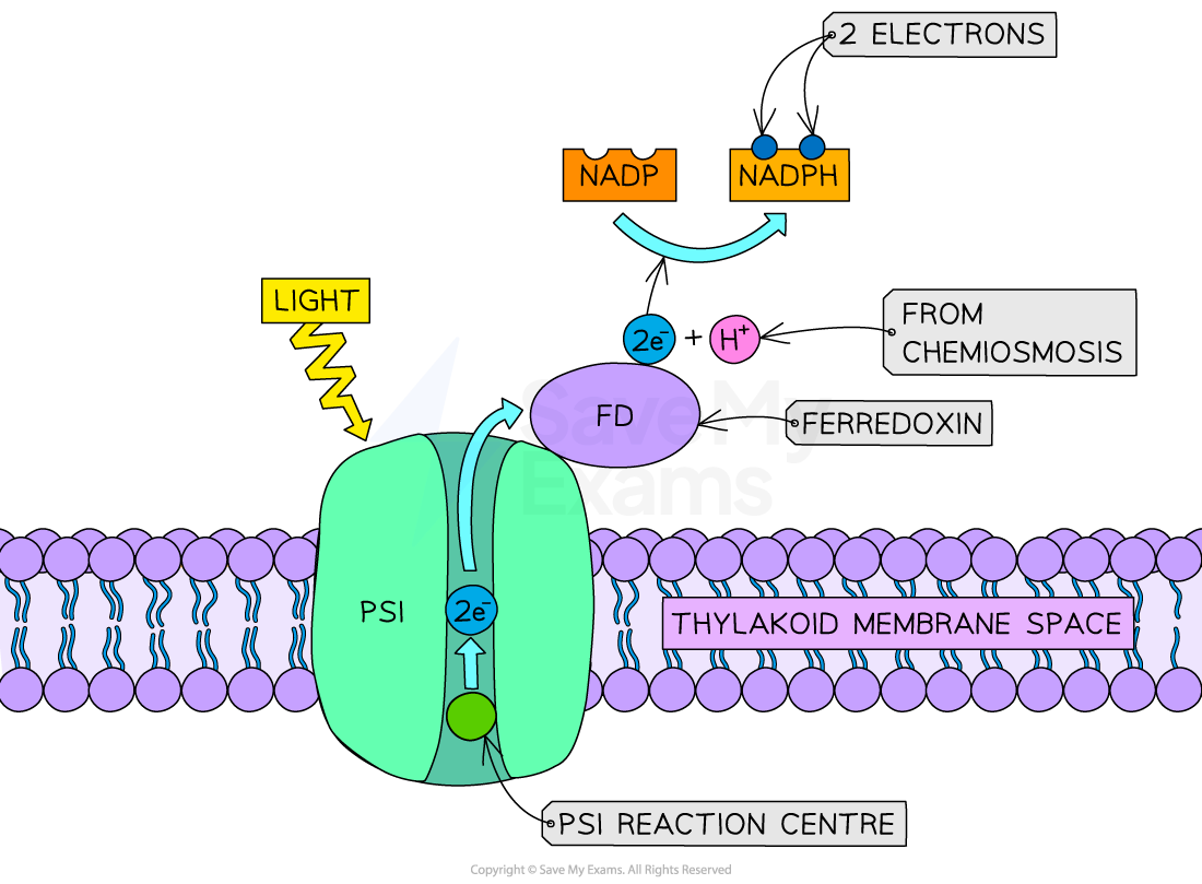 Light Reactions And Chemiosmosis