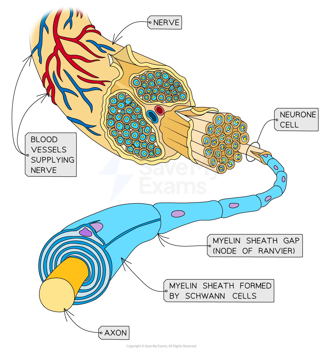 Nerve Cell Diagram Ks3