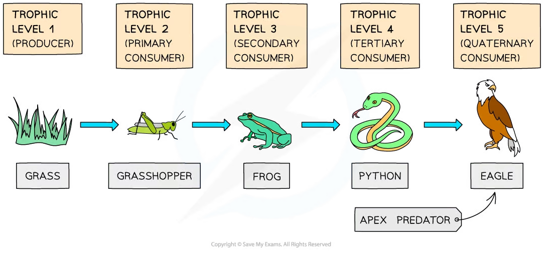 Difference Between Food Chain And Food Web Guidance Corner