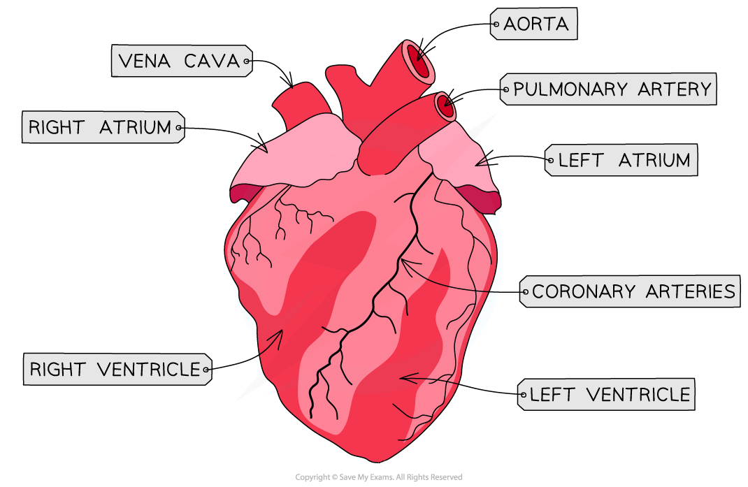 External View Of The Human Heart Coronary Arteries