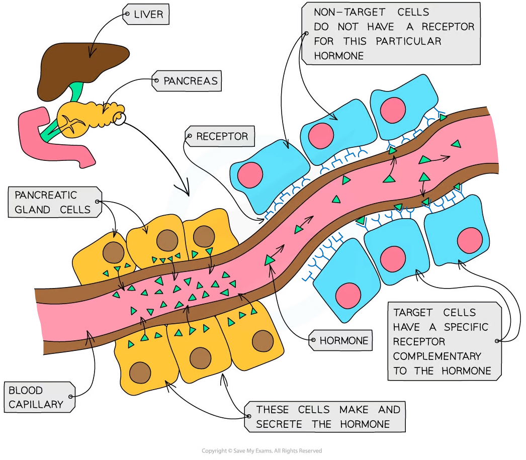 Endocrine System The Marks Portfolio