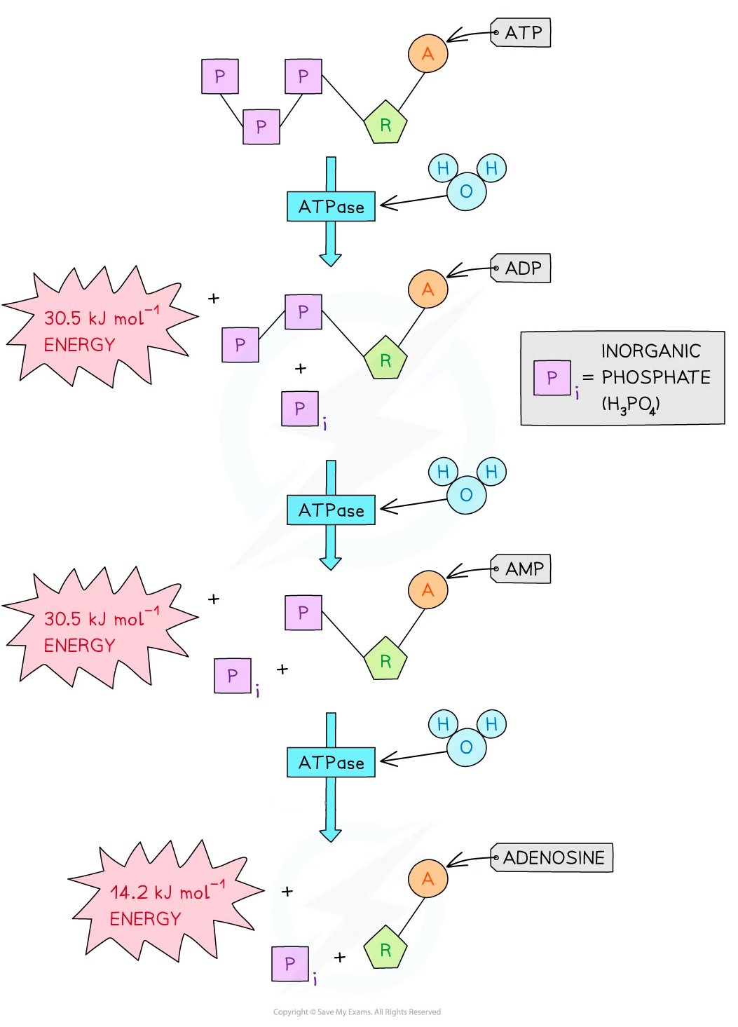 Atp Hydrolysis To Amp