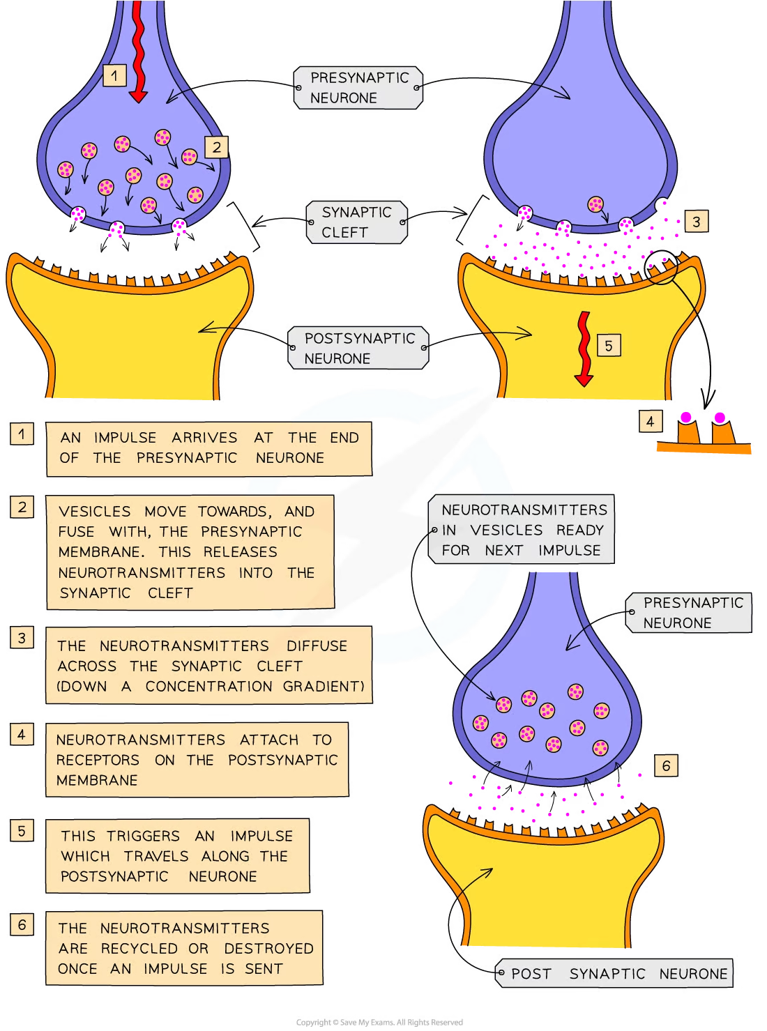 Schematic Of Synaptic Transmission The Arrival Of An Synaptic