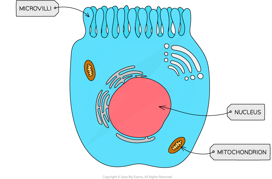 Villi And Microvilli Structure