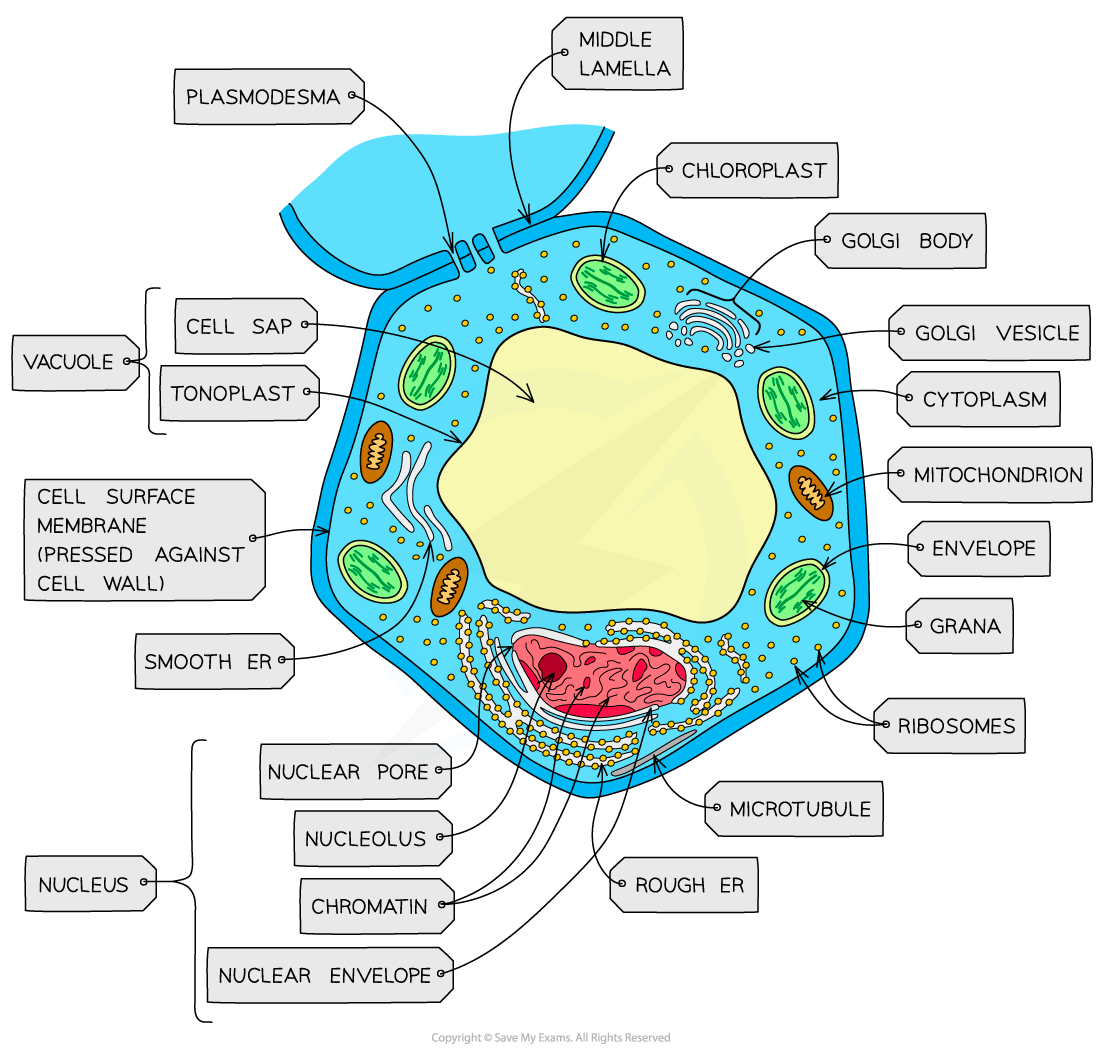 Plant Cell Parts Biology Wise