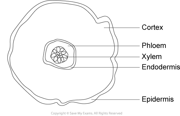 What Is Transverse Section In Plants - Infoupdate.org