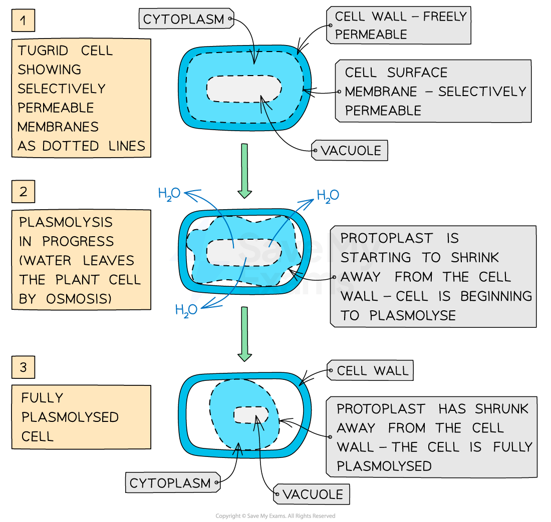Osmosis In Plant Cells Diagram Diagram Showing Osmosis In Plant Cell