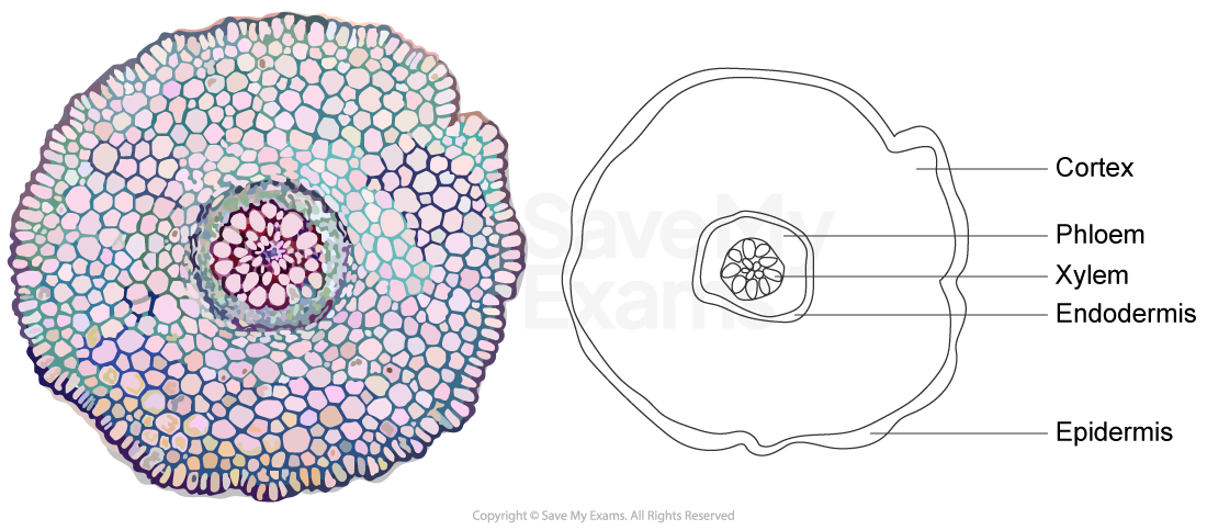 Root Cross Section Diagram