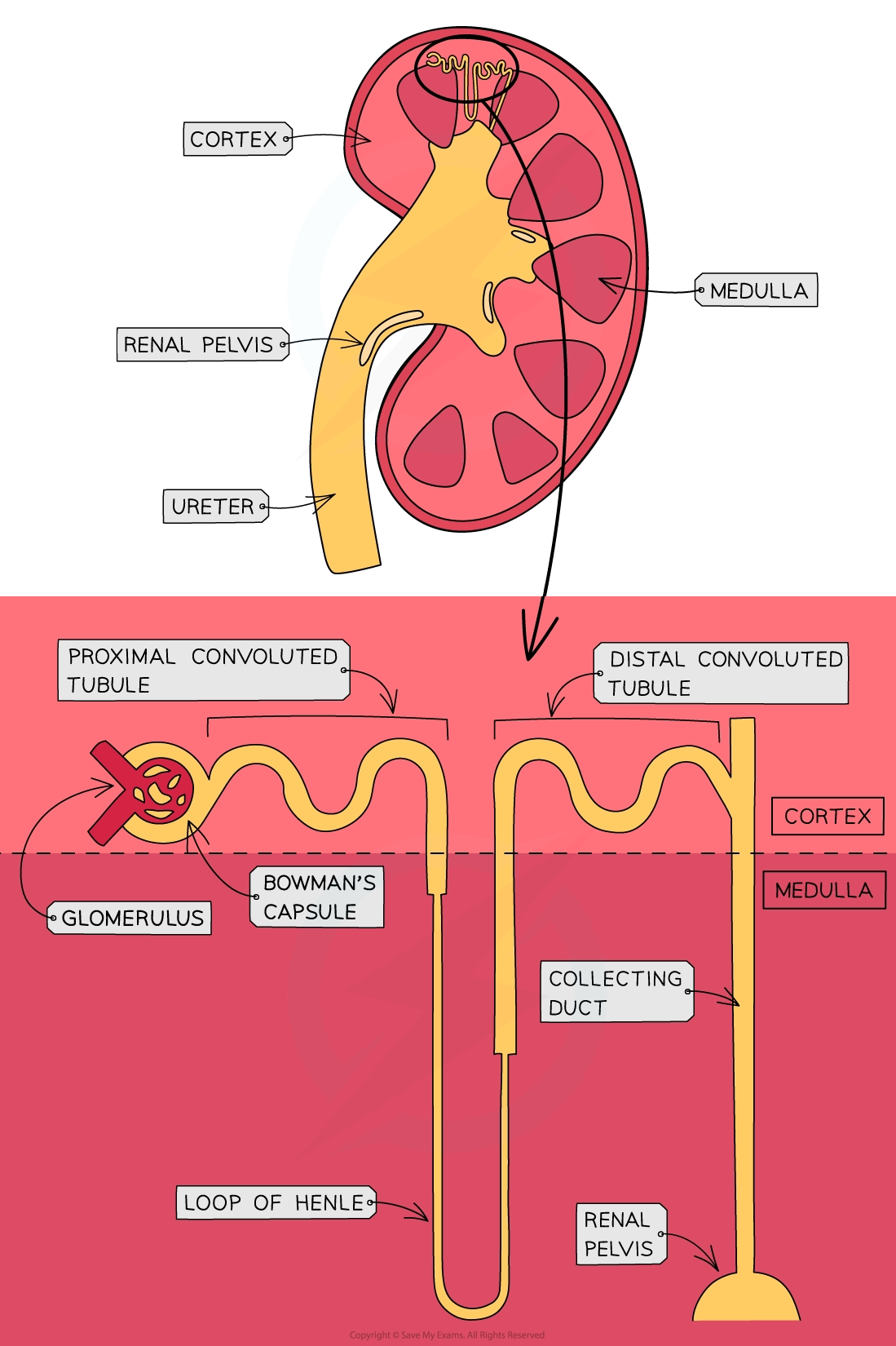 Nephron Diagram Hbs Diagram Media
