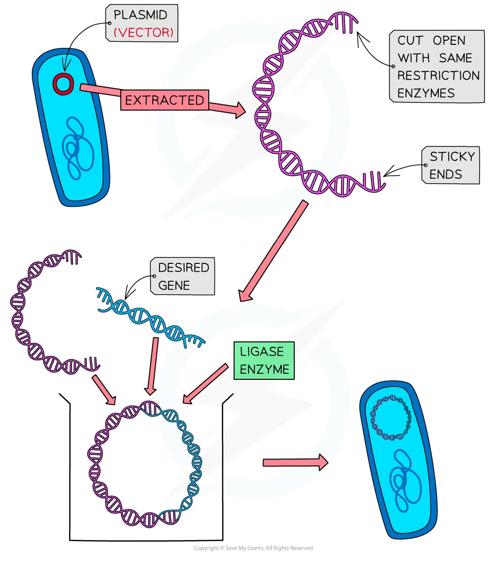 Define Vector Biology PDF) Biology Based Mapping Of Vector Borne
