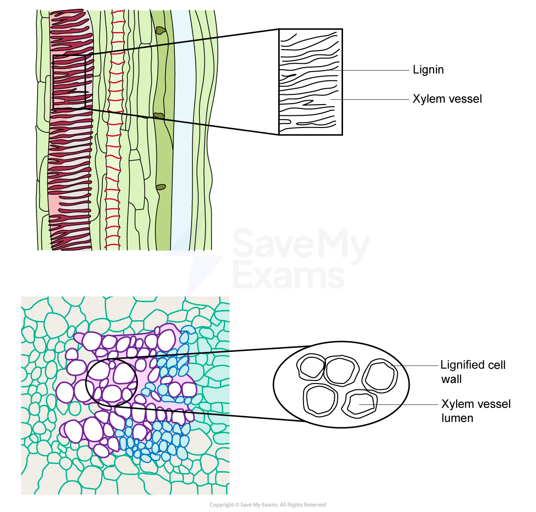 Xylem Cellestruktur Sieve Element | Description, Phloem, Types,