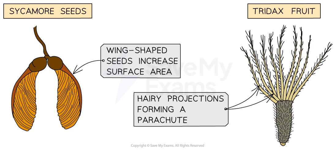Plant Adaptations For Pollination Seed Dispersal
