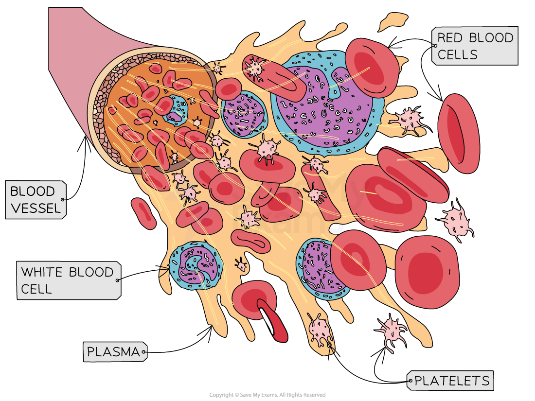 Red Blood Cell Labeled Components Of Blood | Cambridge (CIE) O Level