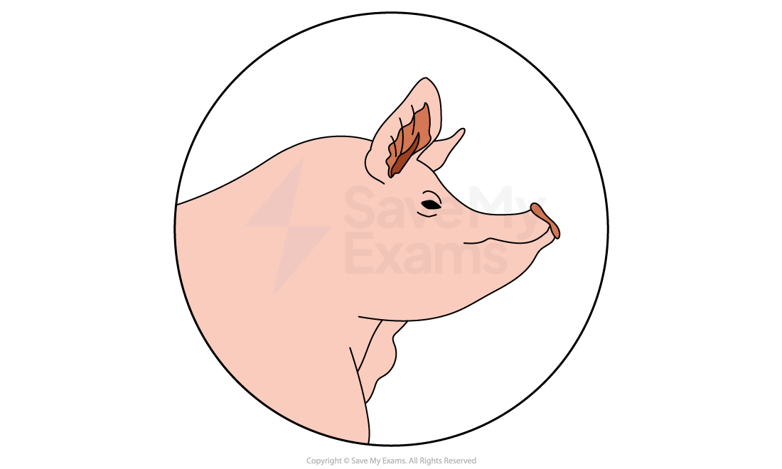 Old Major Animal Farm Characters Stacey W. | Keep Track Of The Many