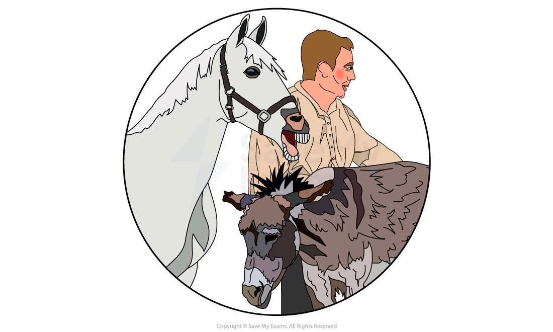 Animal Farm Characters Animal Farm: Character Profiles