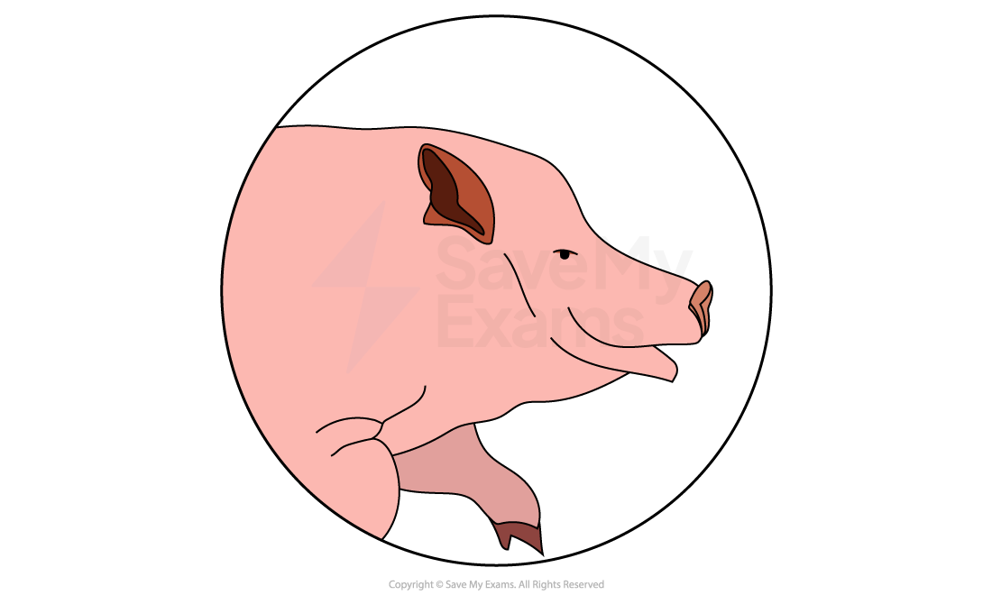 Animal Farm Snowball Animal Farm (1954 Film) Wikipedia