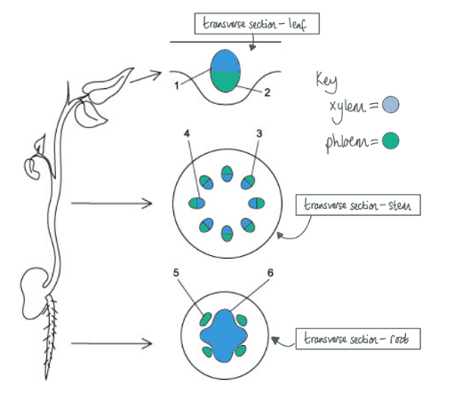 Structure Of Transport Tissues In Plants A Biology