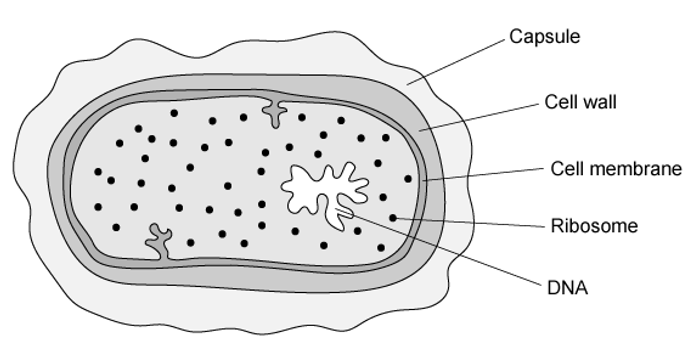 Simple Cell Wall Diagram