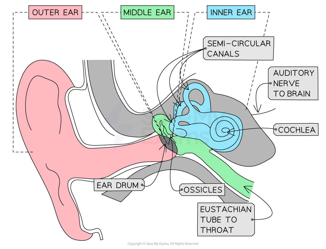 Parts Of The Ear Fill In The Blank Anatomy Of The Ear | ReSound