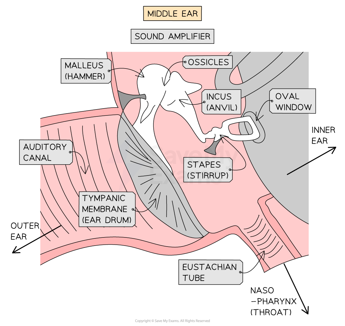Pass Page Ear Diagram Biology Notes Ear Anatomy