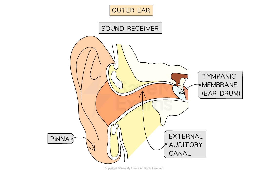 Parts Of The Outer Ear Diagram