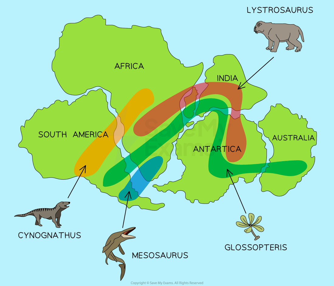 Continental Drift Fossil Distribution