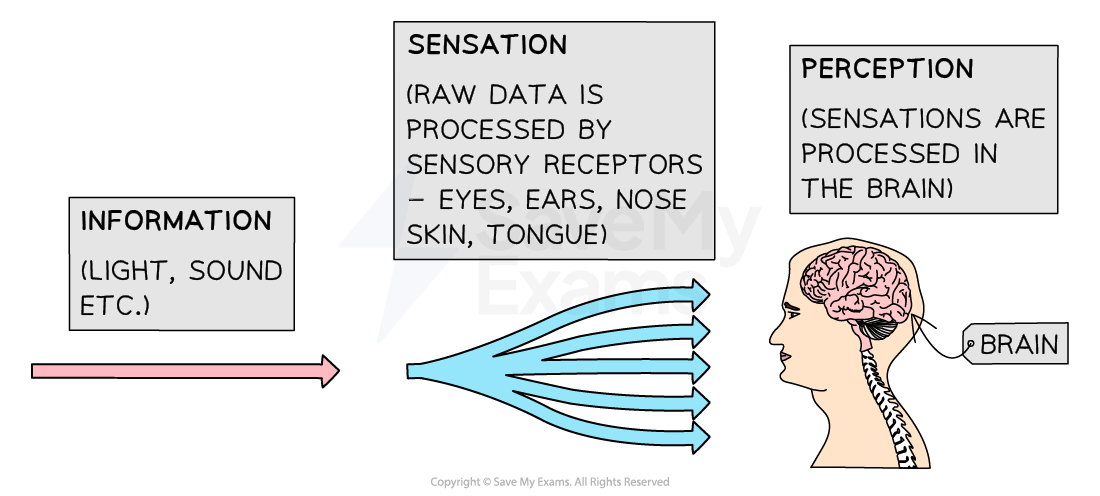 Sensation Perception 1 Sensation And Perception By Steven Yantis;