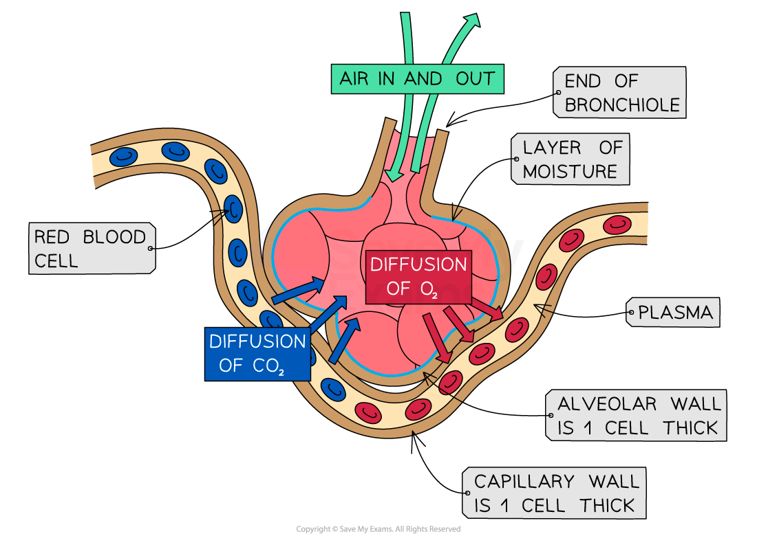 Alveolus Diagram Structure And Function Of The Alveolus | Deranged