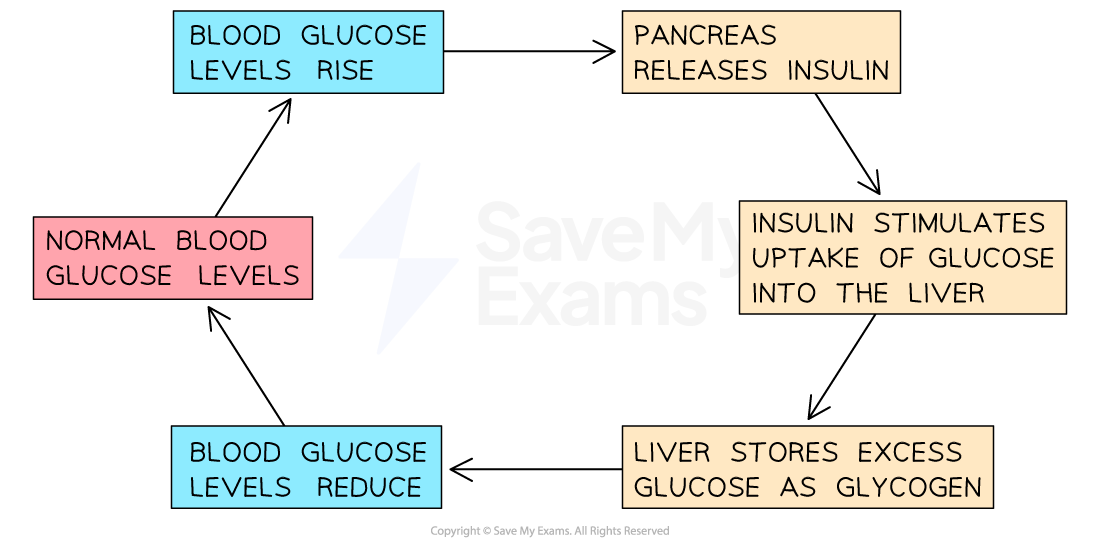 Normal Level Of Blood Glucose Diagram Glucose In The Blood Vessel.