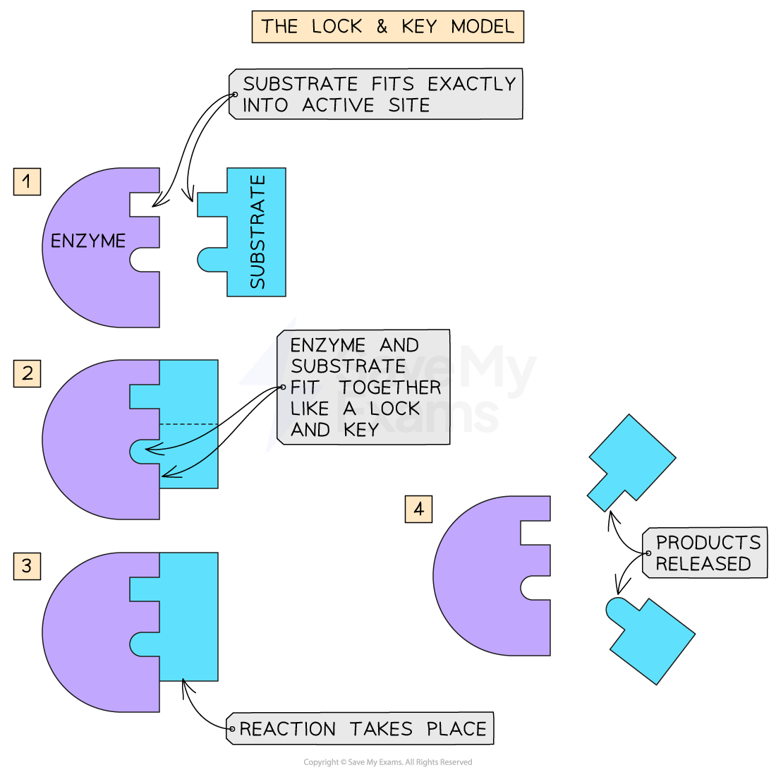 Enzyme Diagram