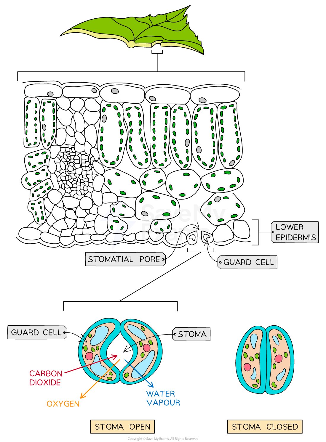 Parts Of A Leaf And Their Functions Diagram - Infoupdate.org