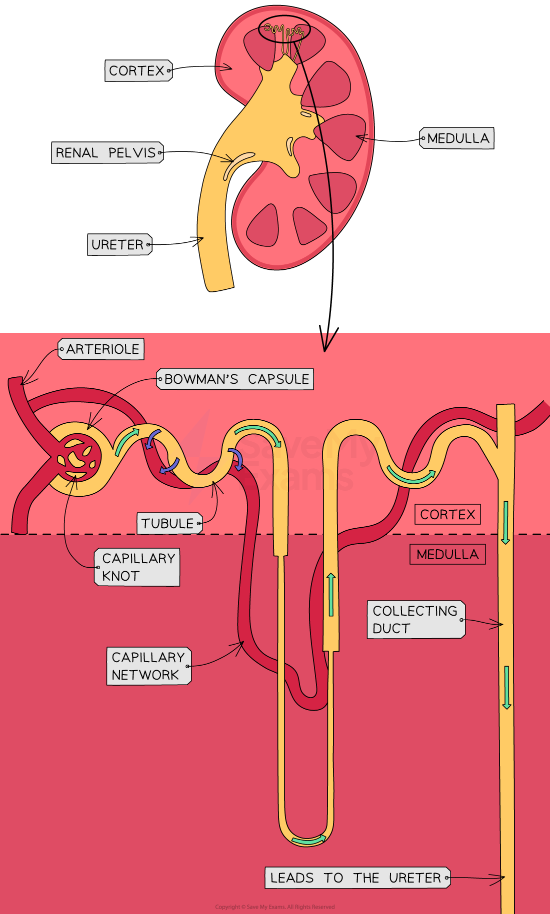 Nephron Structure Quiz