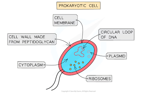Draw A Well Labelled Diagram Of A Typical Bacterial Cell Membrane - Infoupdate.org