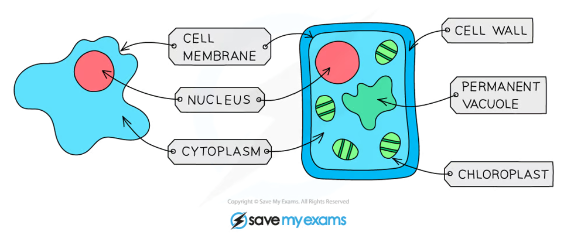 White Blood Cell Diagram Labeled Beautiful Plant Animal