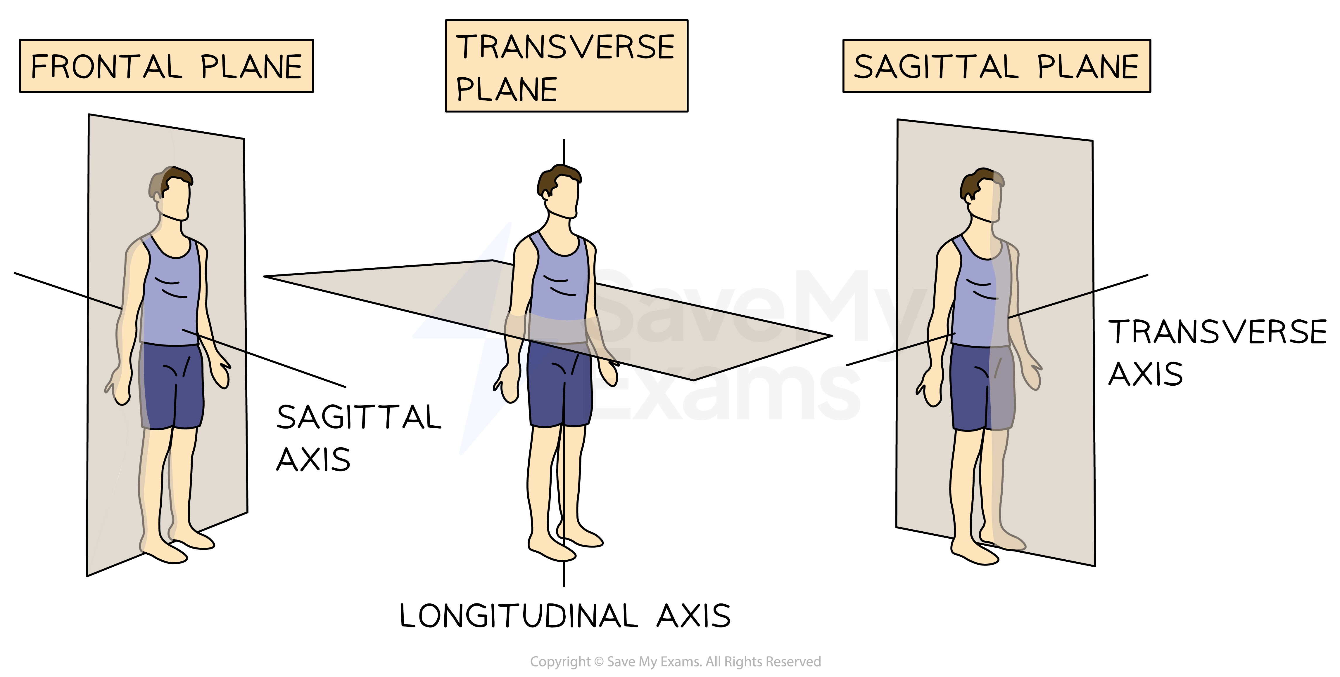 Longitudinal Axis Anatomy Understanding The Three Planes And Axes Of Longitudinal Axis Anatomy Understanding The Three Planes And Axes Of