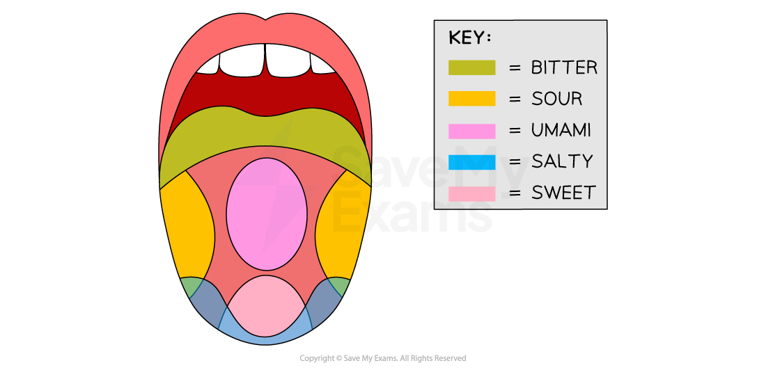Taste Buds Map Sense Of Taste|Tongue |Taste Areas Of Tongue #tongue