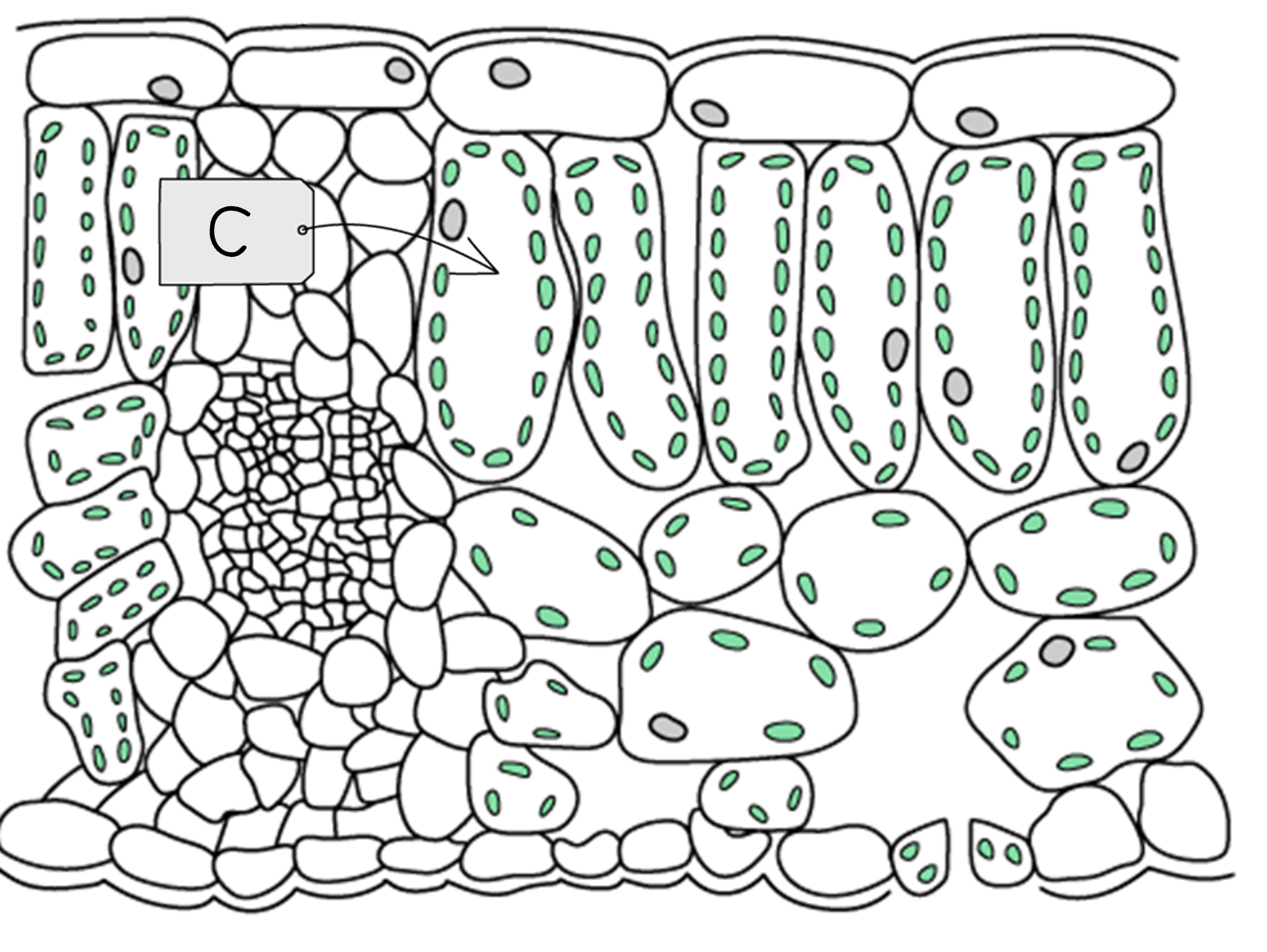 Internal Structure Of Leaf Without Label - Infoupdate.org