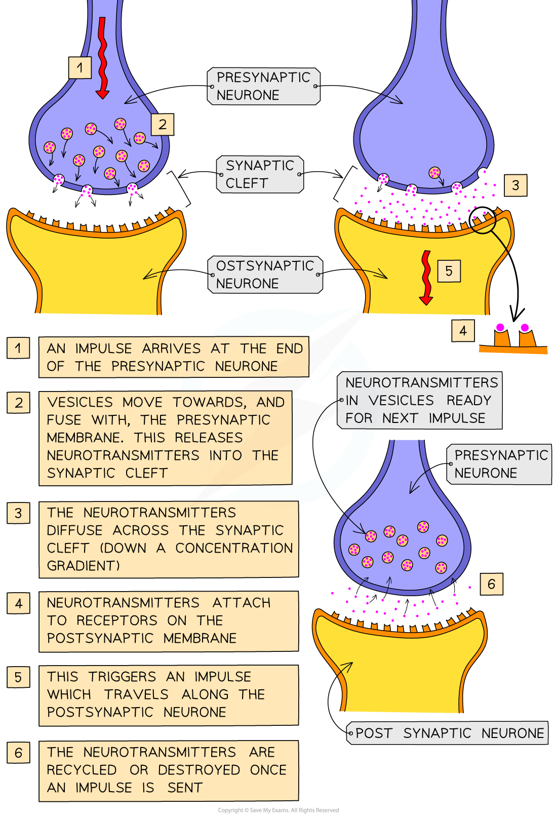 Synaptic Cleft Of Neurons Secrete Adrenaline