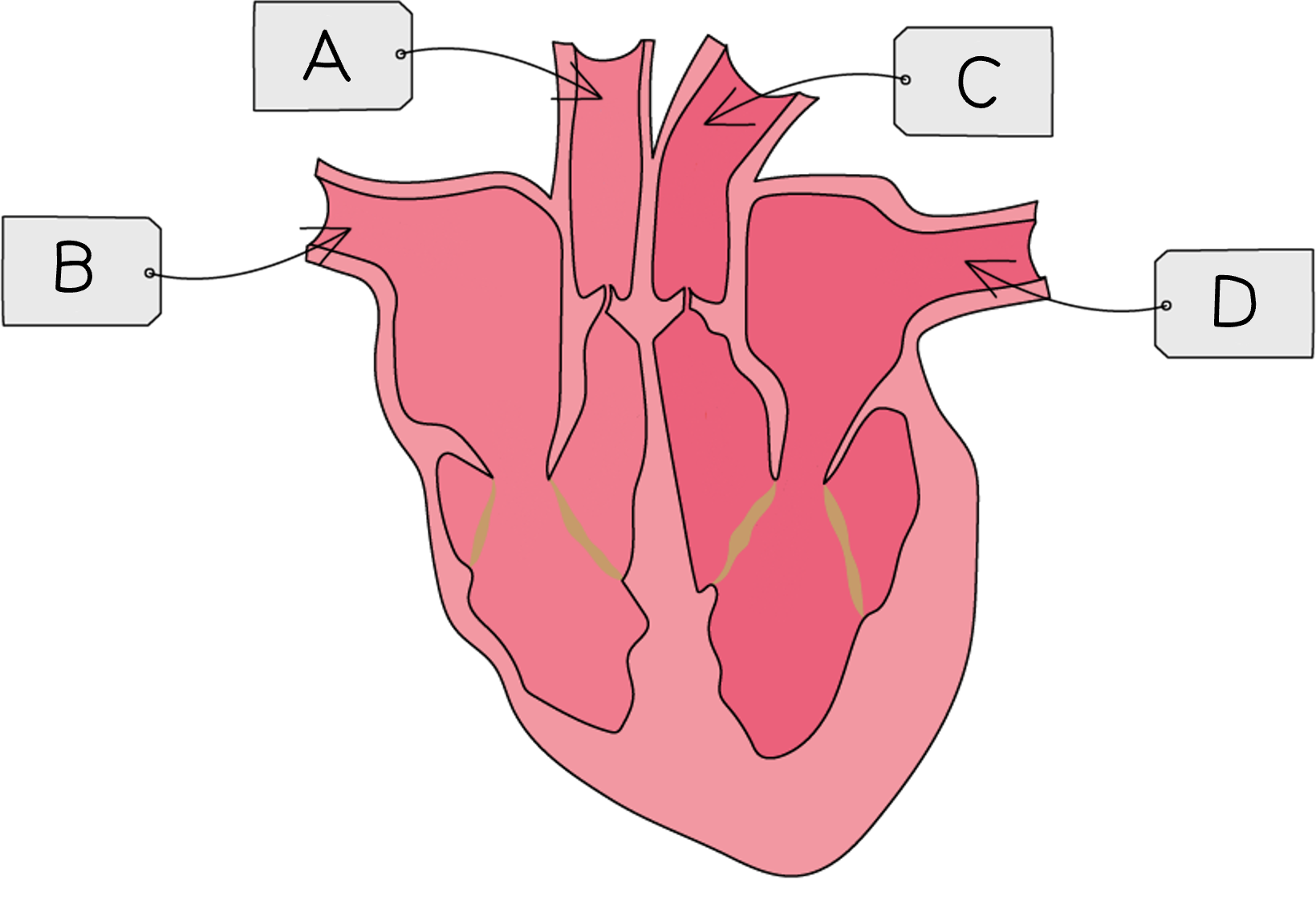 Blood Vessels Diagram To Label 34 Label Blood Vessels Diagram Labels