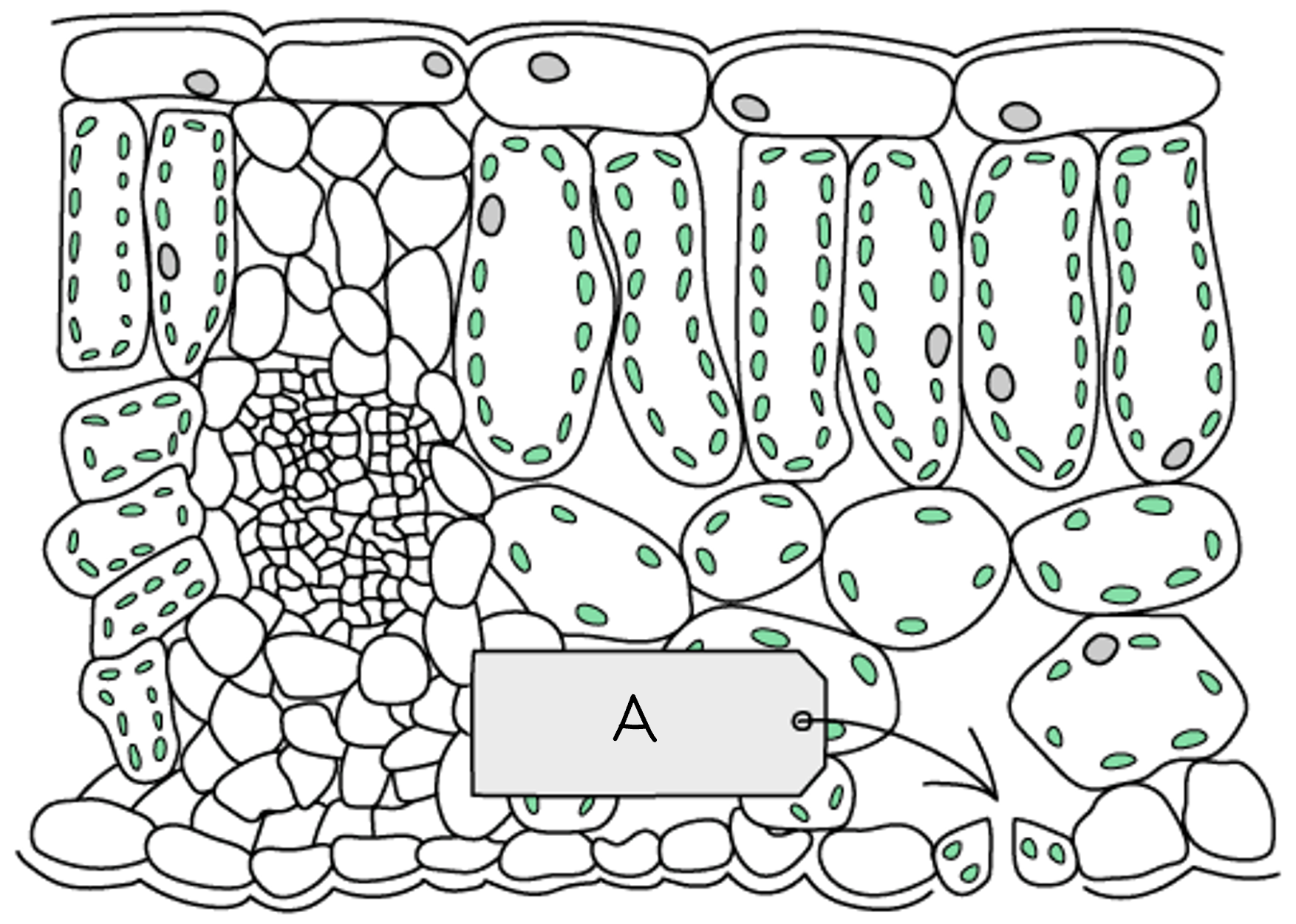 Draw A Diagram Of The Internal Structure Of A Leaf And Label Its ...